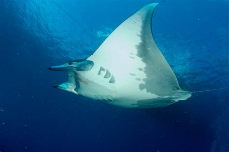 Mysterious Giant Of The Sea 12ft Wide Endangered Sicklefin Devil Ray