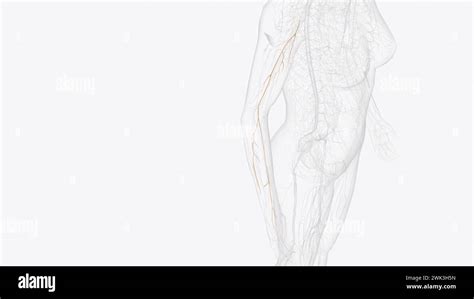 Pulse Animation Cut Out Stock Images And Pictures Alamy