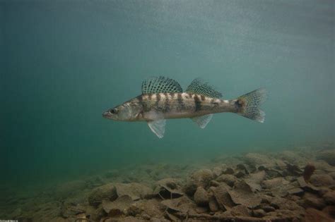 Sandre Fiche Poisson