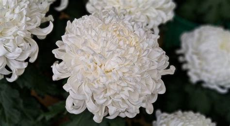 〈大菊 精興大觀〉提供免費花卉圖片欣賞與當日最新花卉批發價格 台北花語