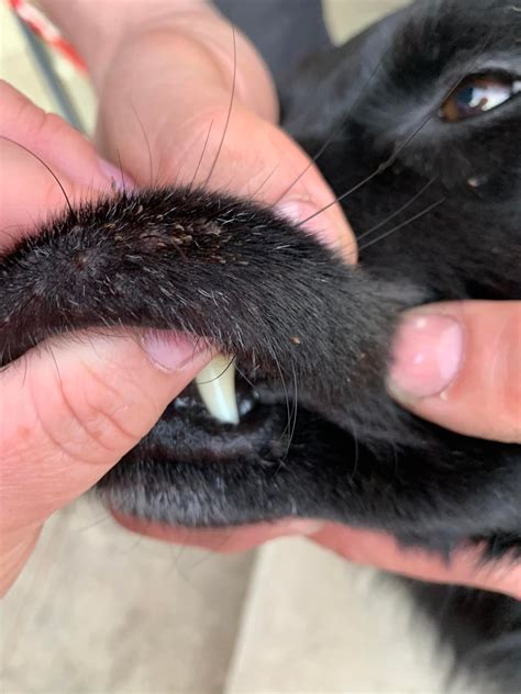 Paduchi La Caine Veterinar La Domiciliu Bucuresti