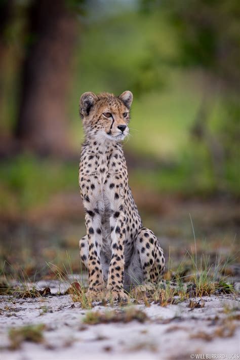 Cheetah Will Burrard Lucas