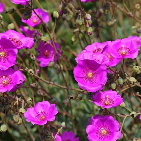 Pink Rock Purslane Calandrinia Spectabilis Plants Express