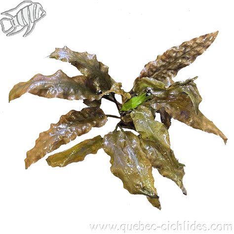 Cryptocoryne Wendtii Mi Oya Ring Québec Cichlidés