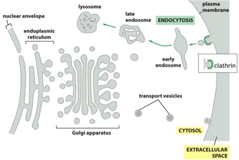 Transport Vesicles