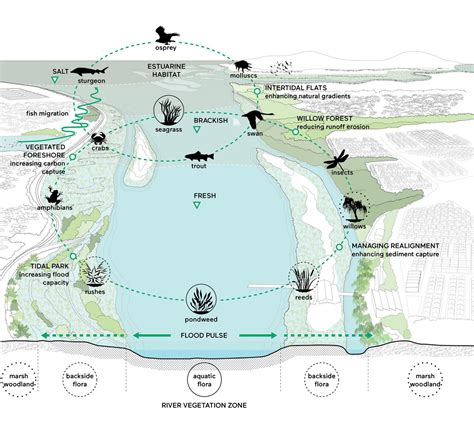 Rivers And Estuaries Ecoshape