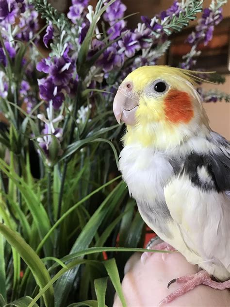 Rip Billy 1993 2023 💛 R Parrots