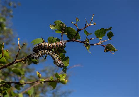 The Worms You Can Eat That Have Become So Popular Their Harvest Is