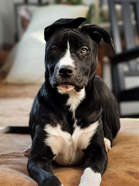 Border Collie Bull Terriër Mix Border Collie Border Terrier Mix