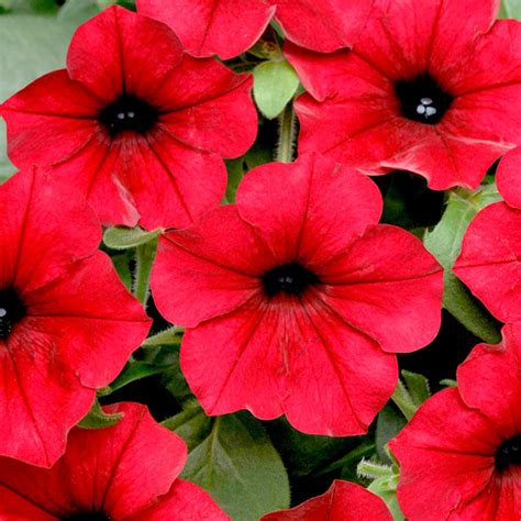 Petunia Seeds - F1 Tidal Wave Red Velour - | Dobies