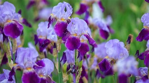 The Flowering Plant You Should Be Growing Alongside Iris Bulbs This Spring