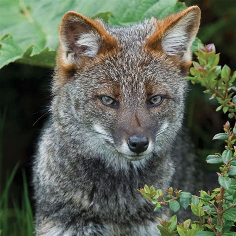 World Wildlife Fund Wwfts Catalog