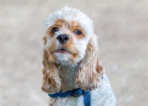 Premium Photo Beautiful Cocker Spaniel