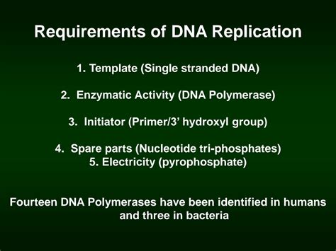 Solution Dna Replication Theory And Its Application In Pcr Technology