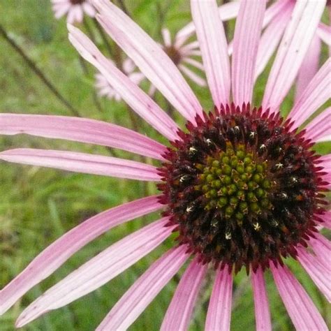 Tennessee Purple Coneflower