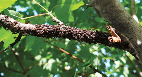 How To Recognize And Manage Scale Insects Landscape Management