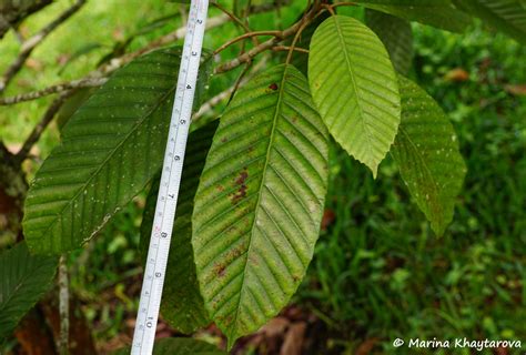 Trees Of Tropical Asia Dillenia Celebica