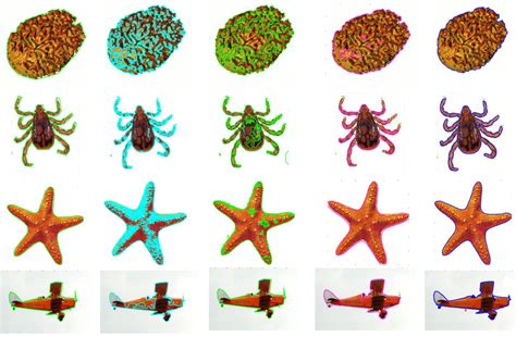 Segmentation Results Of Four Models For Real Images From Caltech