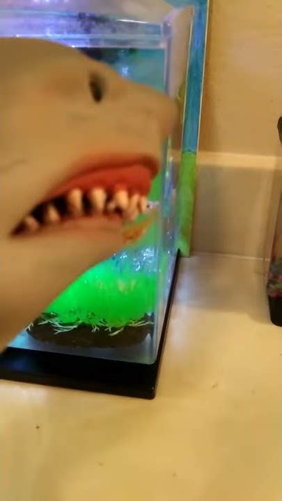 Sharky Youtube