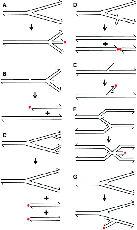 Sources Of Dna Double Strand Breaks Formed During Dna Replication Red Download Scientific