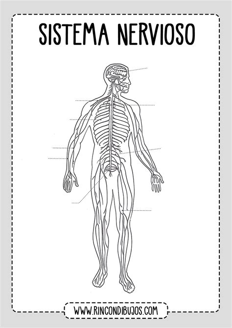 Partes Del Sistema Nervioso Para Rellenar Rincon Dibujos