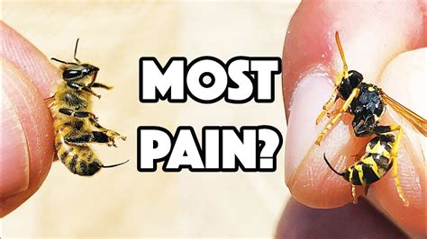 Wasp Sting Vs Bee Sting Which Hurt Worst Youtube