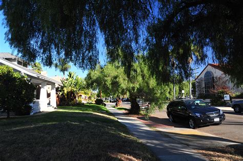 Kensington Pepper Trees