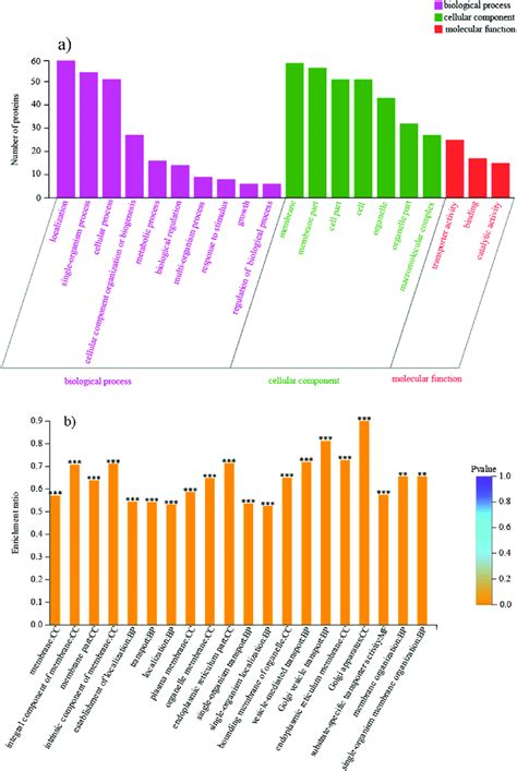 A Go Annotations Analysis And B Enrichment Analysis Of Test Download Scientific Diagram