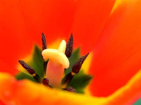 Stamen And Stigma Explosion Photography By Caitlin Houck