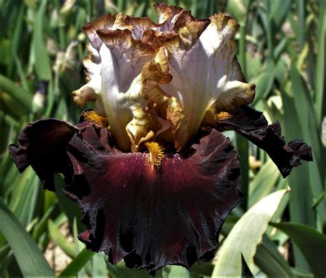 Edge Of Eternity Sutton Iris