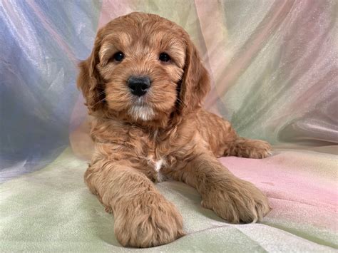 Dark Buff Cockapoos For Sale Iowa Puppies For Sale 1200