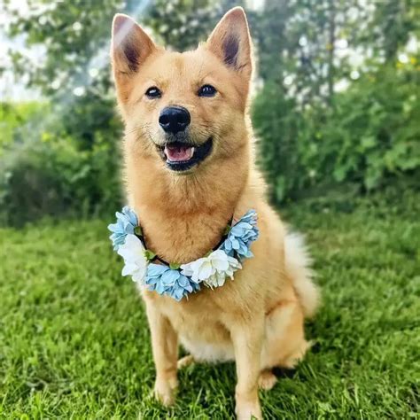 10 Fun Facts About Finnish Spitzes