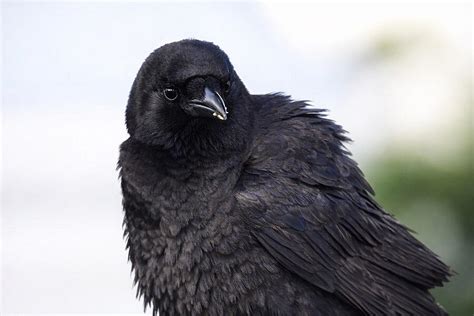 Close Up Of A Black Crow Photograph By Jerry Orourke Fine Art America
