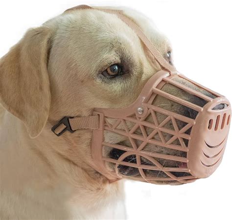 Por Qué Los Galgos Usan Bozales