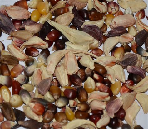 Tom Thumb Corn Seeds