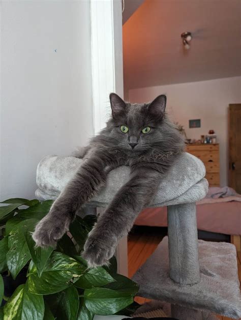 He Likes To Dangle R Danglers