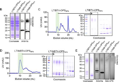 Figure 1 From Production Of Promising Heat Labile Enterotoxin Lt B