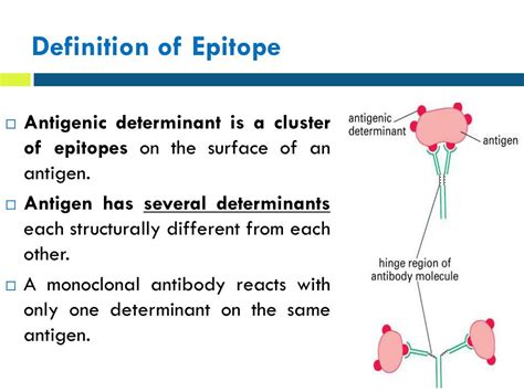 Ppt Dr Nabil Mtiraoui Msc Phd Powerpoint Presentation Free