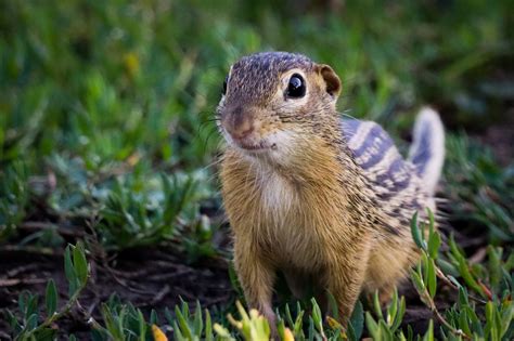 Thirteen Lined Ground Squirrel