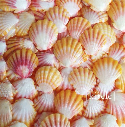 Sunrise Shells Endemic To Hawaii