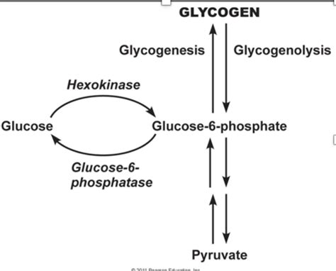 Bio 2160 Ch 7 Flashcards Quizlet