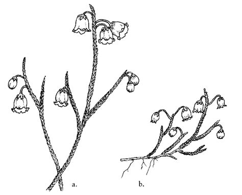 Cassiope Alpine Garden Society