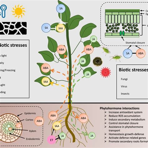 Phytohormone Interactions Play A Crucial Role In Plant Responses To