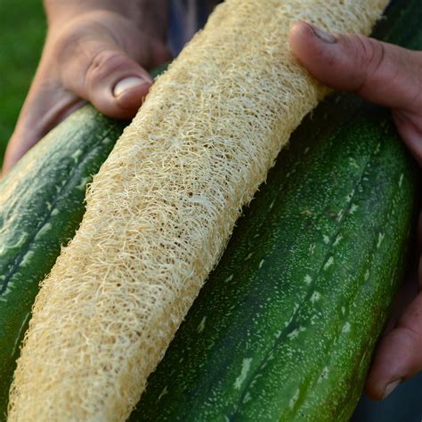 Luffa Loofah Dishcloth Gourd Thresh Seed Co