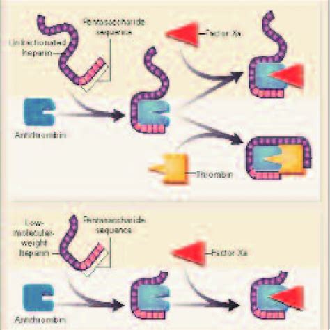 Catalysis Of Antithrombin Mediated Inactivation Of Thrombin Or Factor Download Scientific