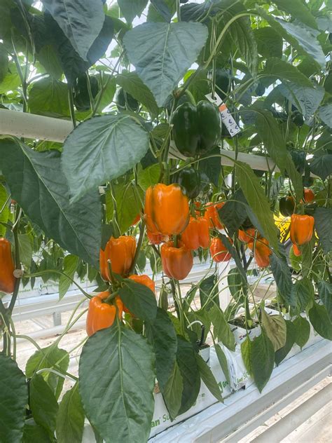 Abedin Veliu On Linkedin Have Good Weekend Everyone 🥃🥃