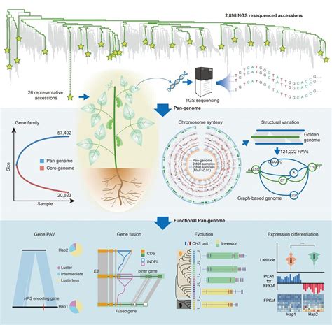 scientists construct high quality graph based soybean genome