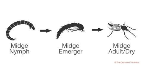 Basic Entomology For Fly Fishing The Catch And The Hatch