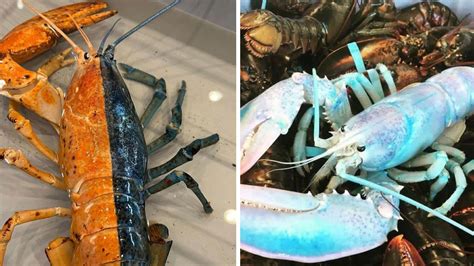 Rarest Lobster In The World