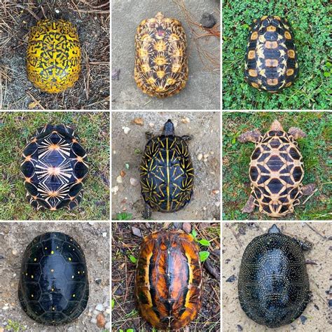 Grace On Twitter Marwilliamson Look At These Natural Turtle And